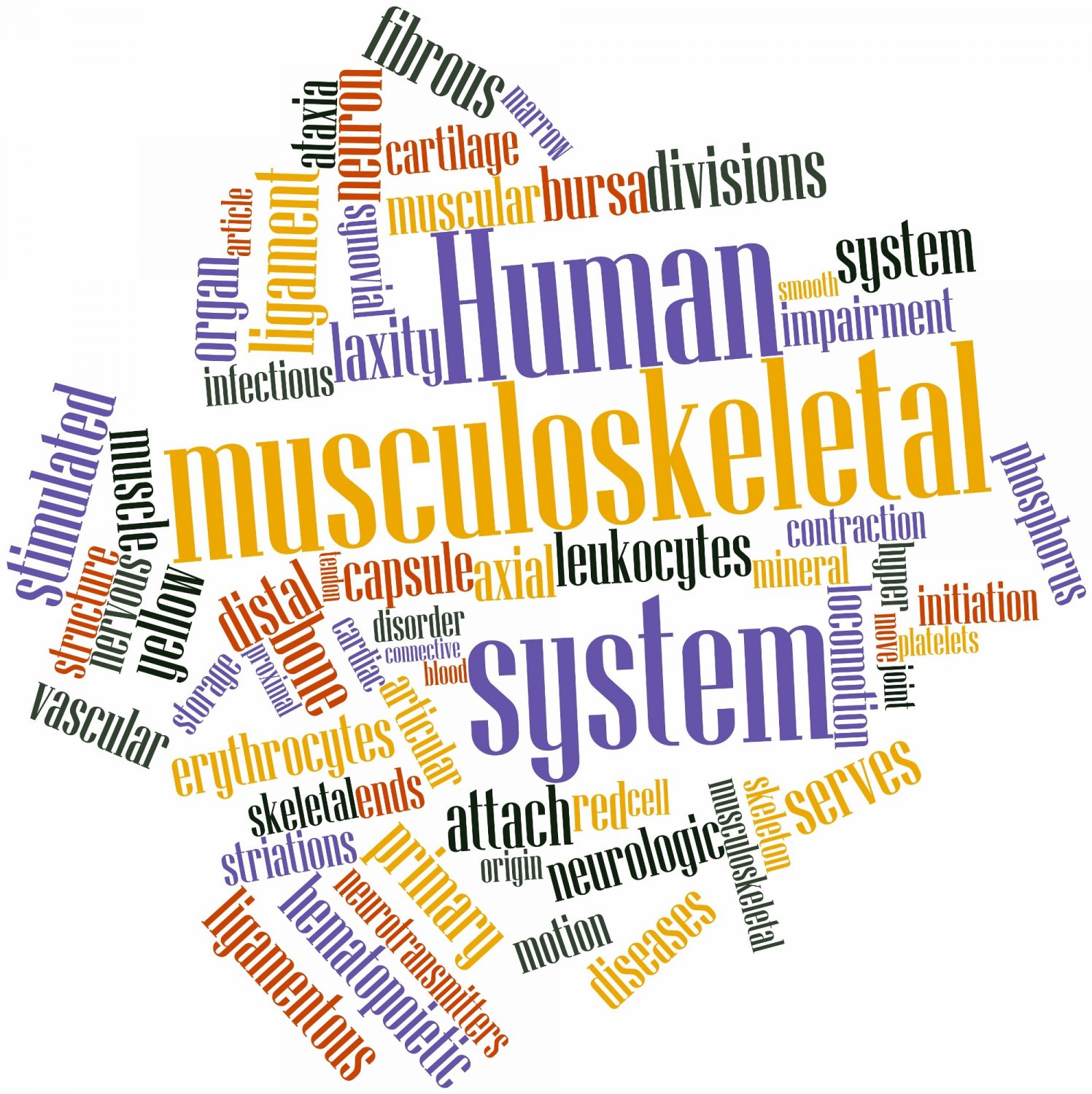 Word cloud for Human musculoskeletal system - Neuromec Solutions