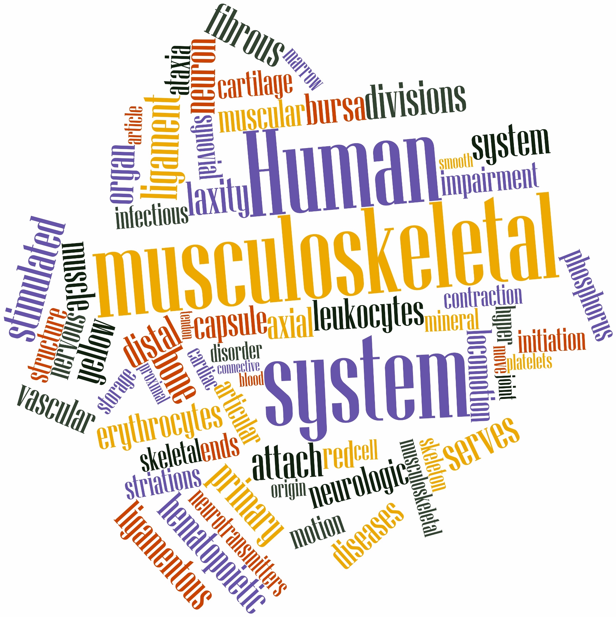 Word cloud for Human musculoskeletal system - Neuromec Solutions